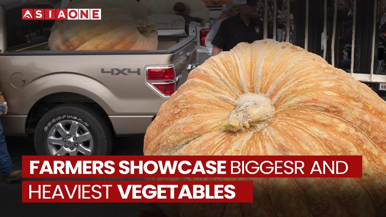 Farmers Showcase Biggesr and Heaviest Vegetables | Asia One News - YouTube