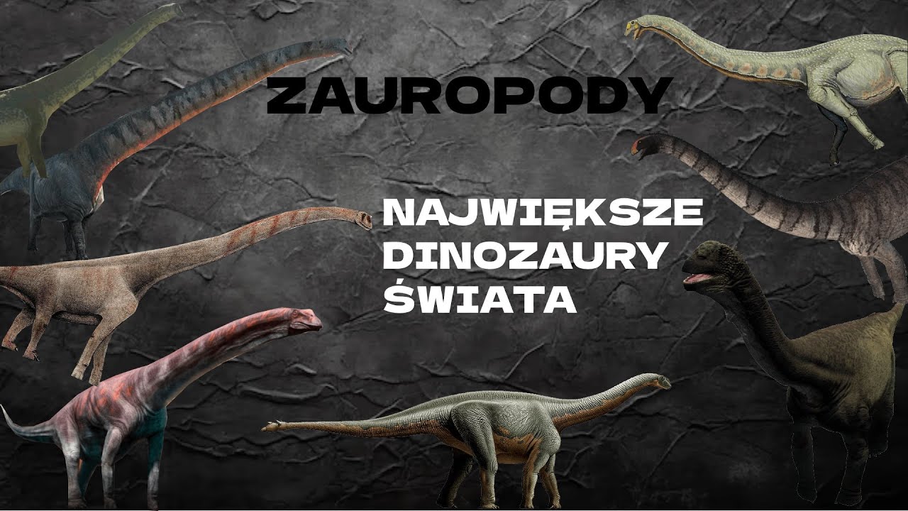 Zauropody- Największe Lądowe Zwierzęta W Historii Ziemi. - YouTube