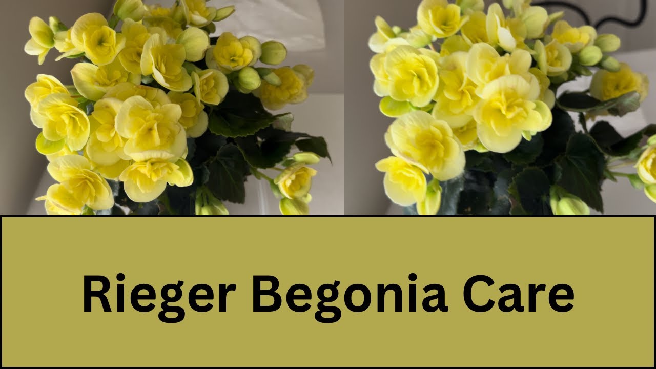 Begonia Plant care Tips | Yellow Rieger Begonia care and Propagation ...