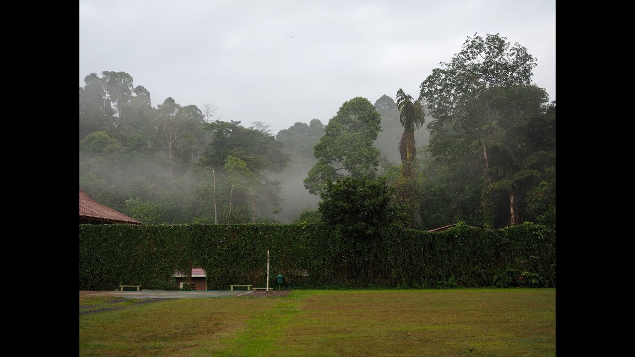 Tawau Hills Park (Taman Bukit Tawau) Sabah Malaysia Borneo Nature ...
