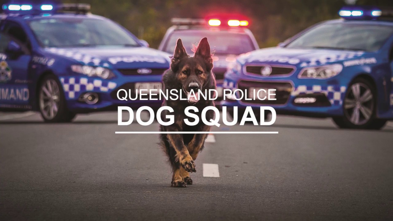 QLD Police Dog Squad seminar | Griffith Criminology Student Society ...