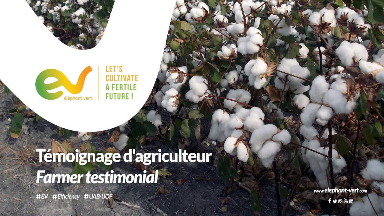 L'efficacité des engrais organiques Eléphant Vert (EV) au Mali ...