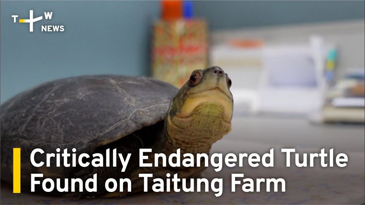 Critically Endangered Turtle Found on Taitung Farm | TaiwanPlus News - YouTube