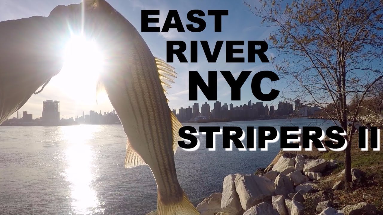 EAST RIVER NYC STRIPERS - PART II - YouTube