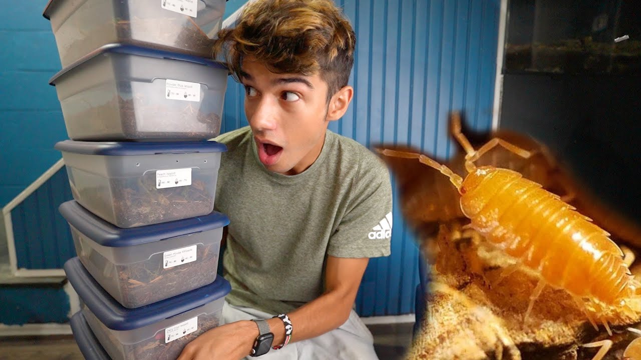 My SECRET Isopod Addiction! How I Care For My Isopod/Millipede TOUR ...