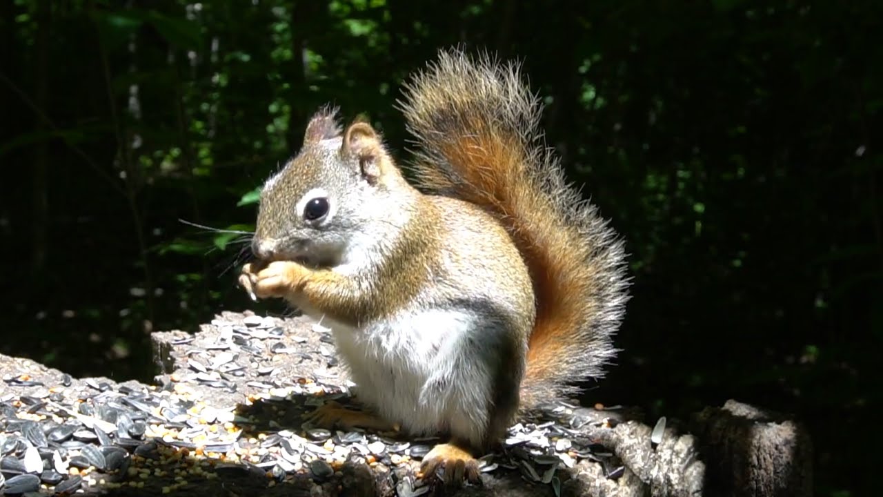 Red Squirrels Up Close - 10 Hours - June 29, 2021 - YouTube