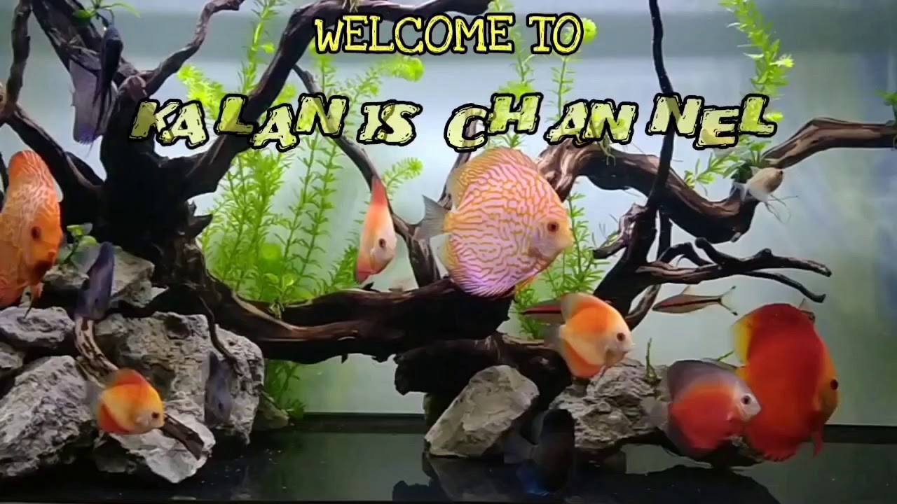 Penyakit discus yang mematikan @Kalanis Channel - YouTube