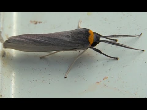 Puerto Rican Yellow-collared Moth / Alevilla Cuello Amarillo Boricua ...