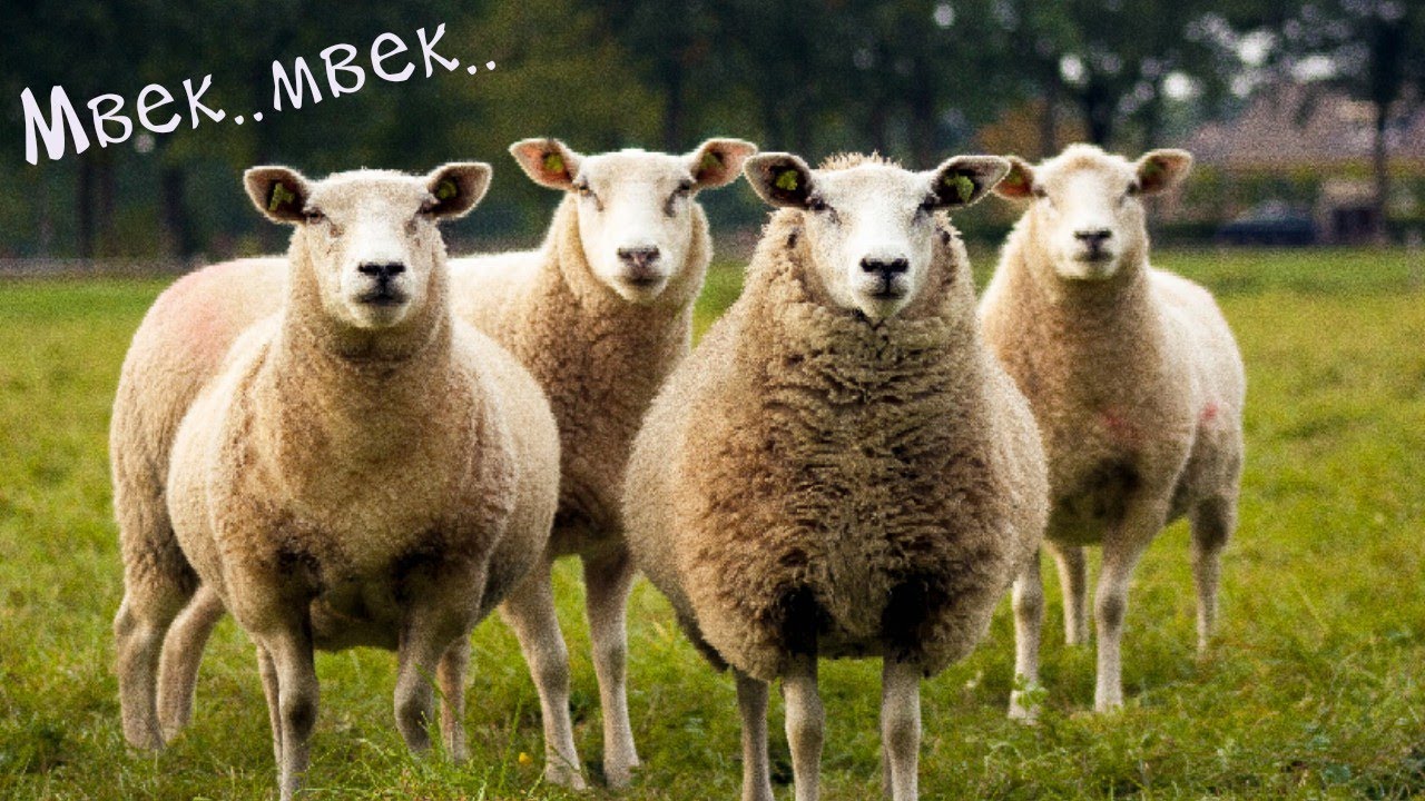 SUARA HEWAN KAMBING MBEK MBEE #Suarabinatang #sheep #goat # ...