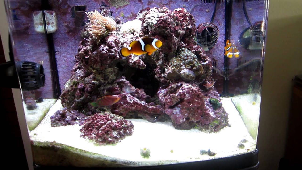 BioCube 29 w/ Sump Update - YouTube