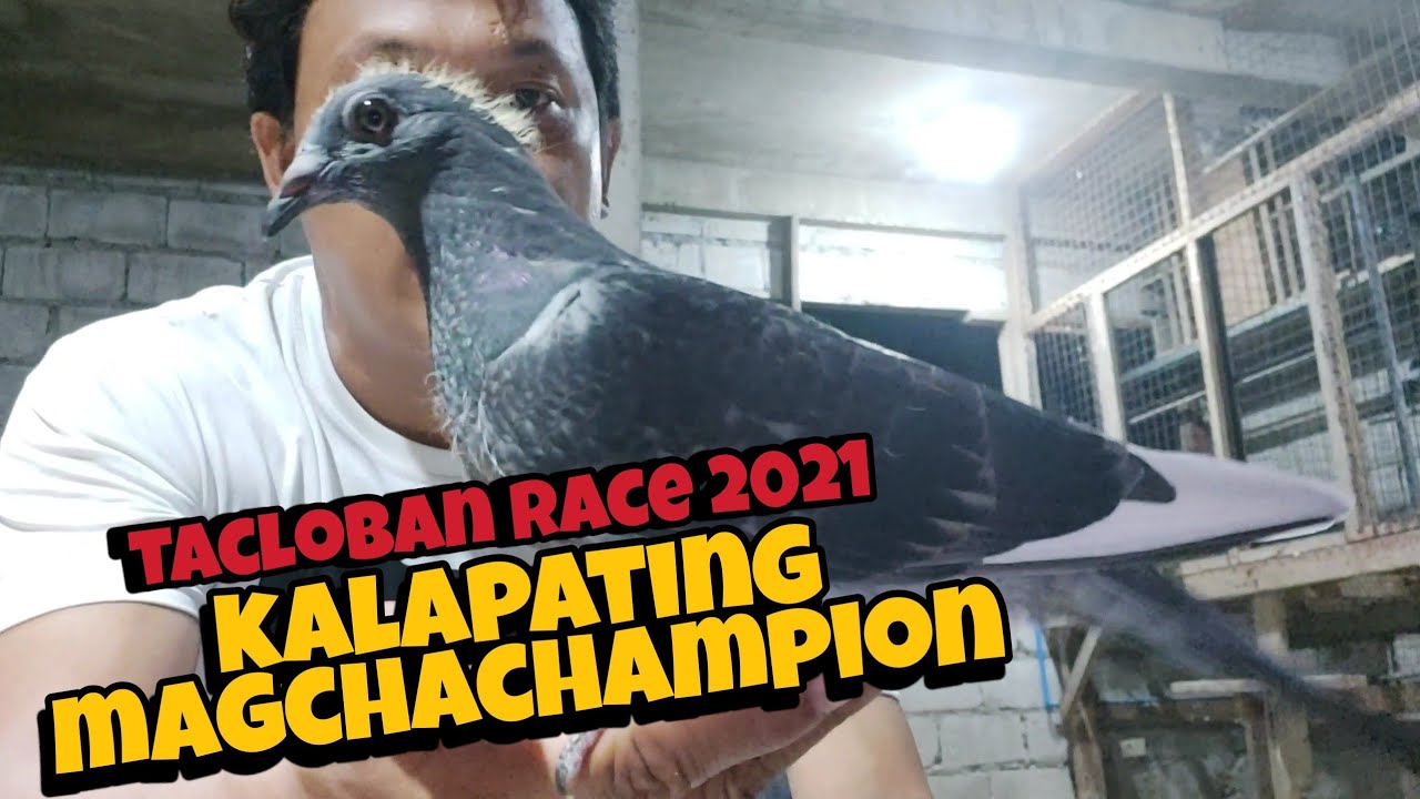 ILANG ARAW BA TAYO DAPAT MAG WALAY NG INAKAY NA KALAPATI SA BREEDERS ...