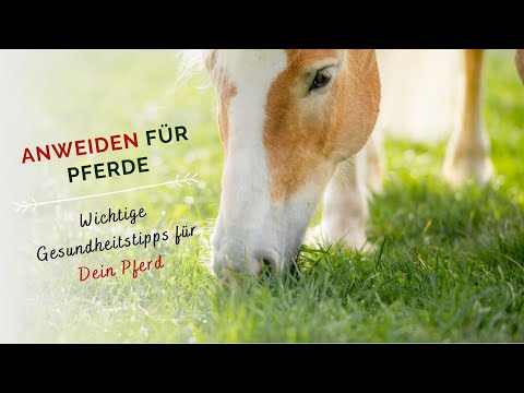 🐴🌿 Anweiden von Pferden mit Frühlingsgras zur Kolikvermeidung 🐎