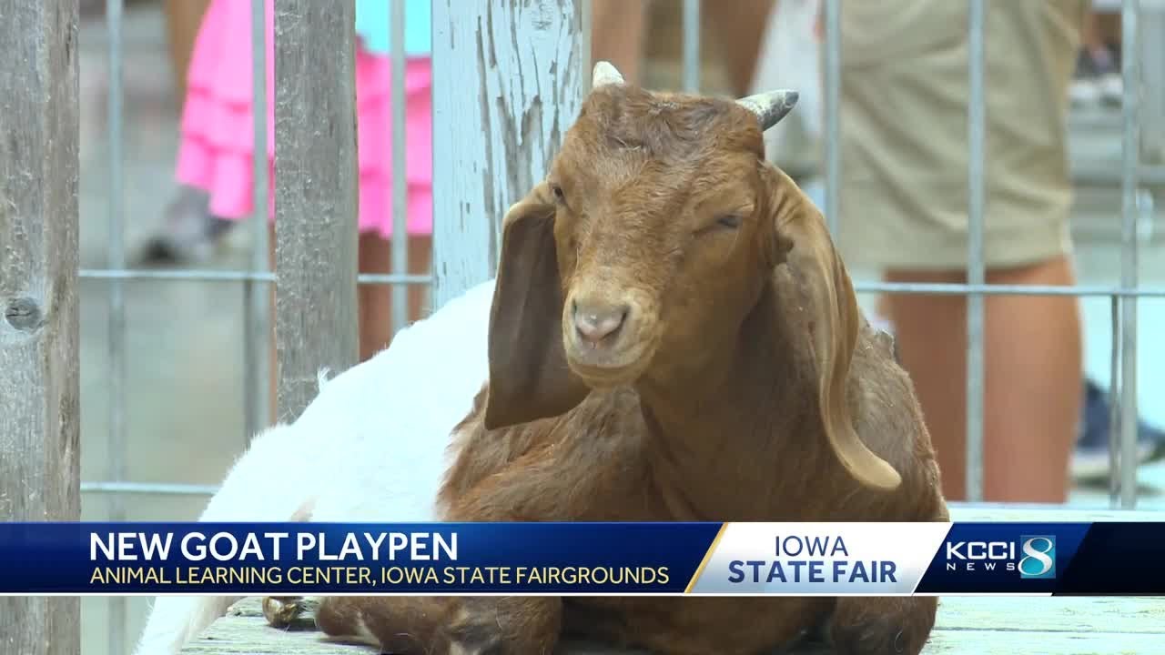 New goat playpen attracts crowds at the Iowa State Fair - YouTube