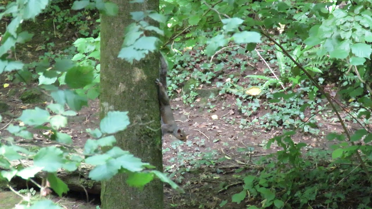 Watching a squirrel at Abbots Pool 20230809 Peaceful Interlude - YouTube