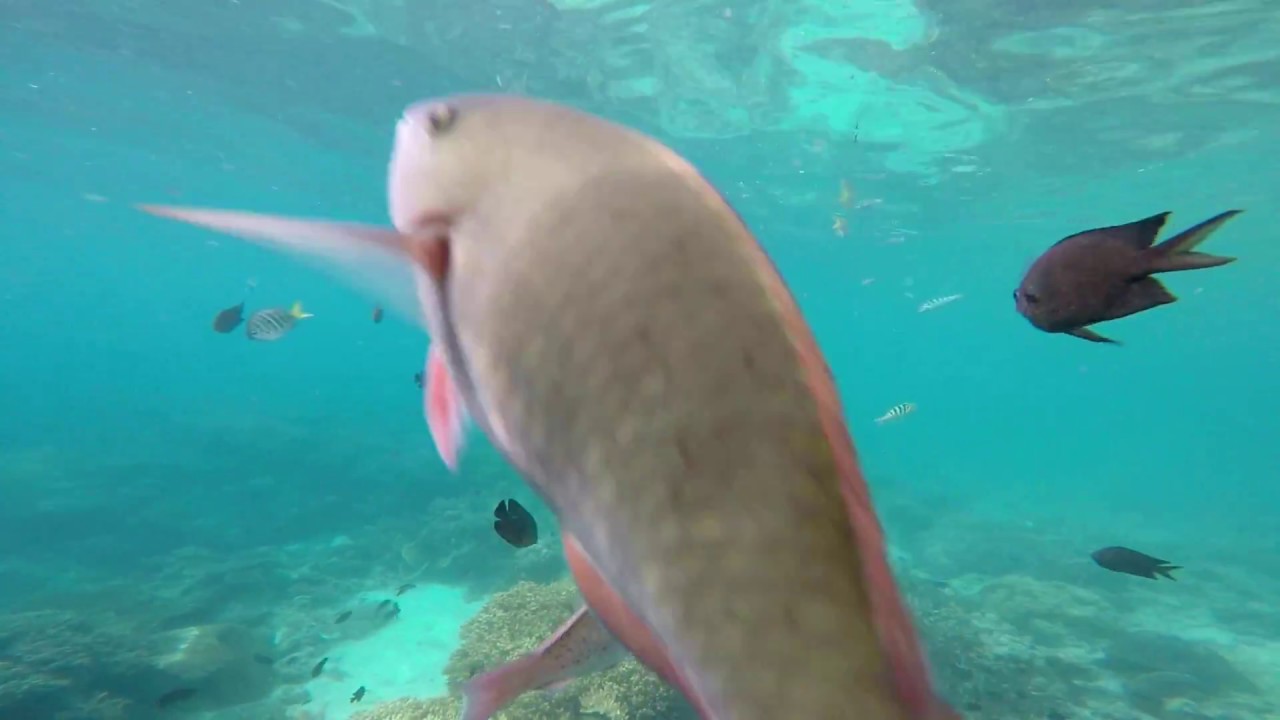 MORELLA AMBON INDONESIA, Beauty Tropical Marine Ecosystem best for ...