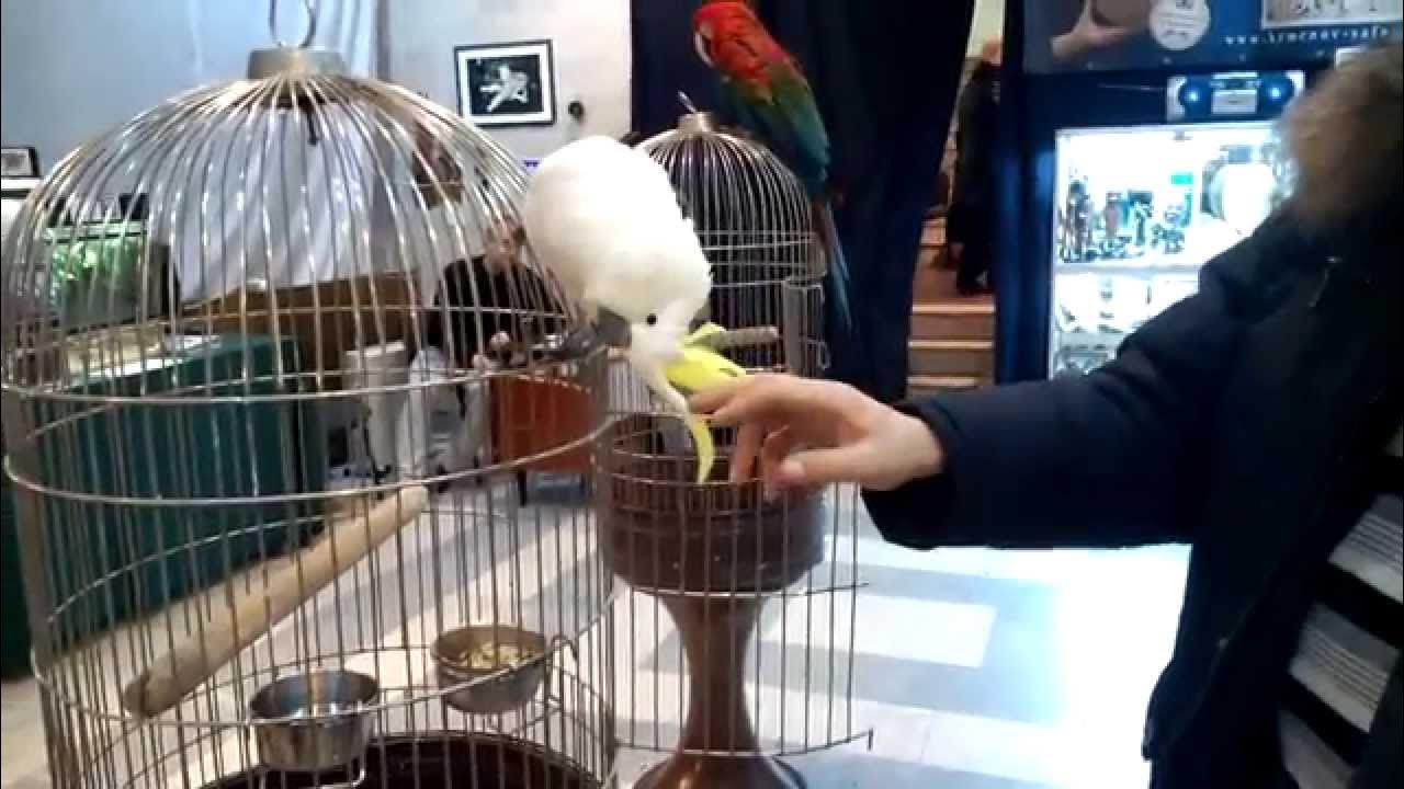 Какаду - YouTube