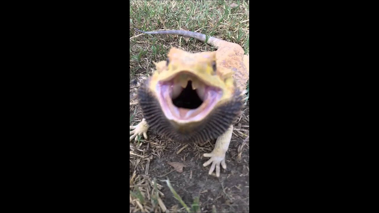 Bearded dragon pissed off - YouTube