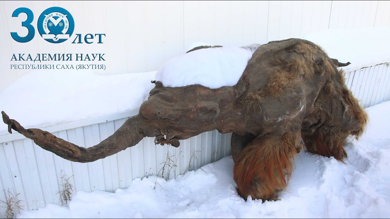 Mammoth Yuka: a special trunk structure! мамонтенок Юка: особое ...