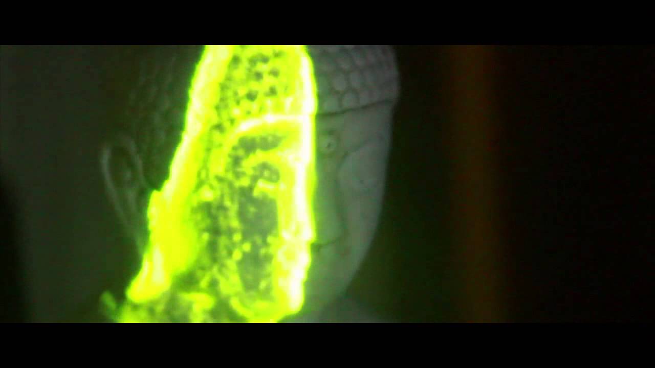 Buddha Project MAPPING VIDEO - Madmapper + After Effects - YouTube