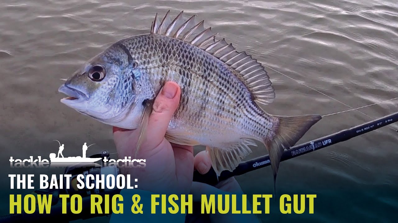 How to Rig and Fish Mullet Gut - The Bait School - Bait Fishing Basics ...