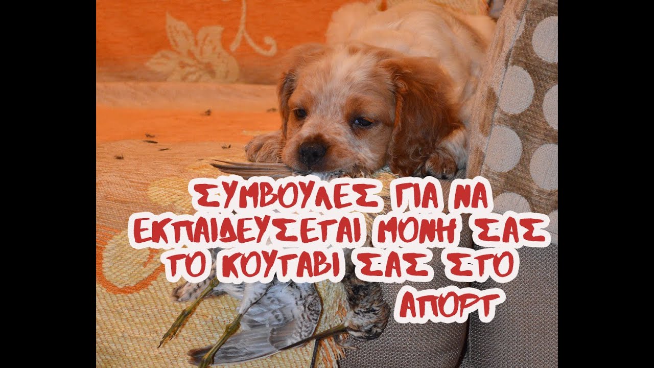 ΠΩΣ ΝΑ ΕΚΠΑΙΔΕΥΣΕΤΑΙ ΜΟΝΗ ΣΑΣ ΤΟ ΚΟΥΤΑΒΙ ΣΑΣ ΣΤΟ ΑΠΟΡΤ - YouTube