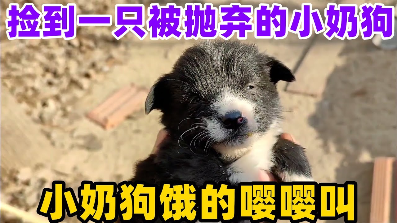 捡到一只被抛弃的小奶狗,小奶狗饿的嘤嘤叫 Youtube