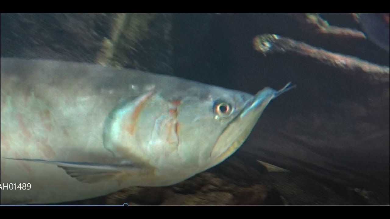 Le Poisson Dragon - Aquarium d'Allex (Drôme) France - YouTube