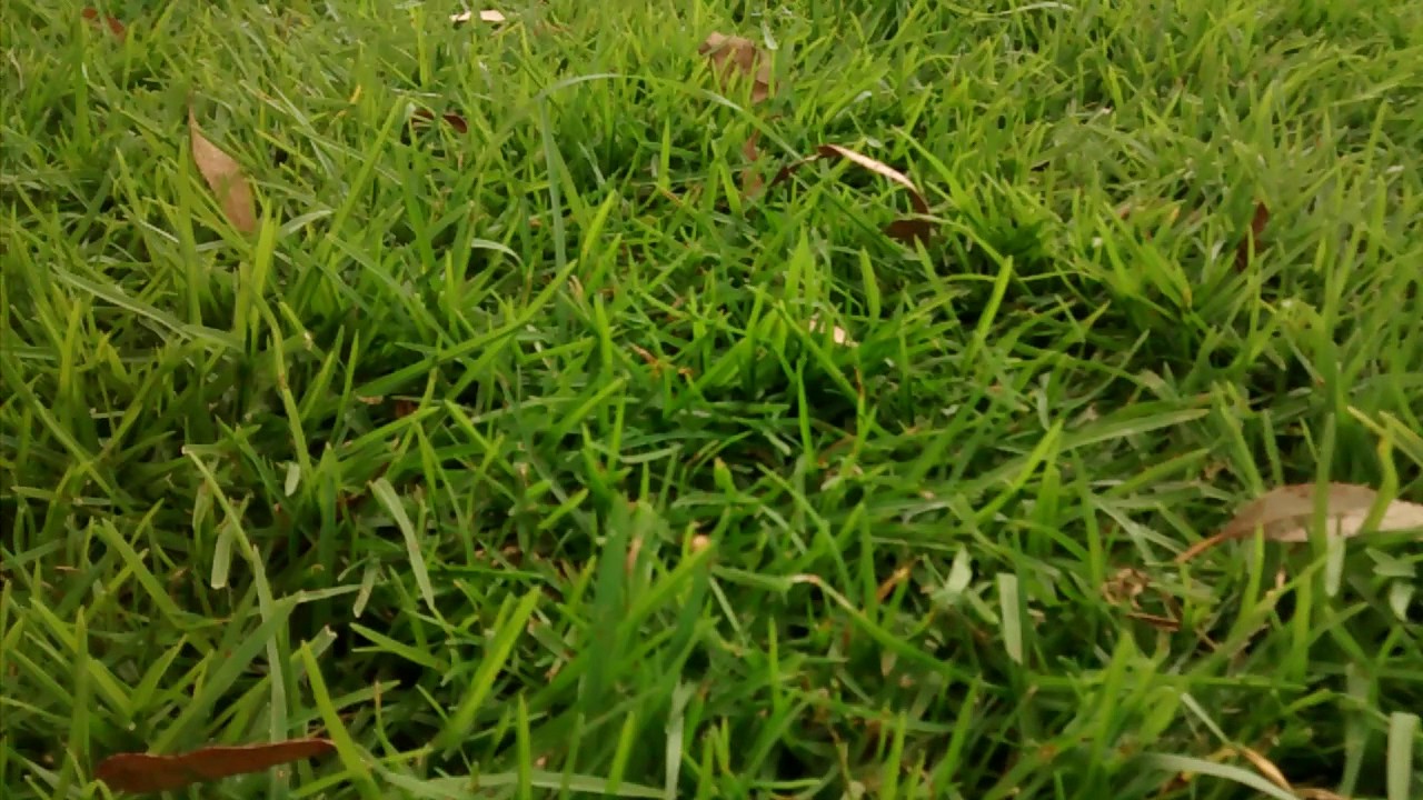 Real-life Hopper from A Bug's Life movie!! - YouTube