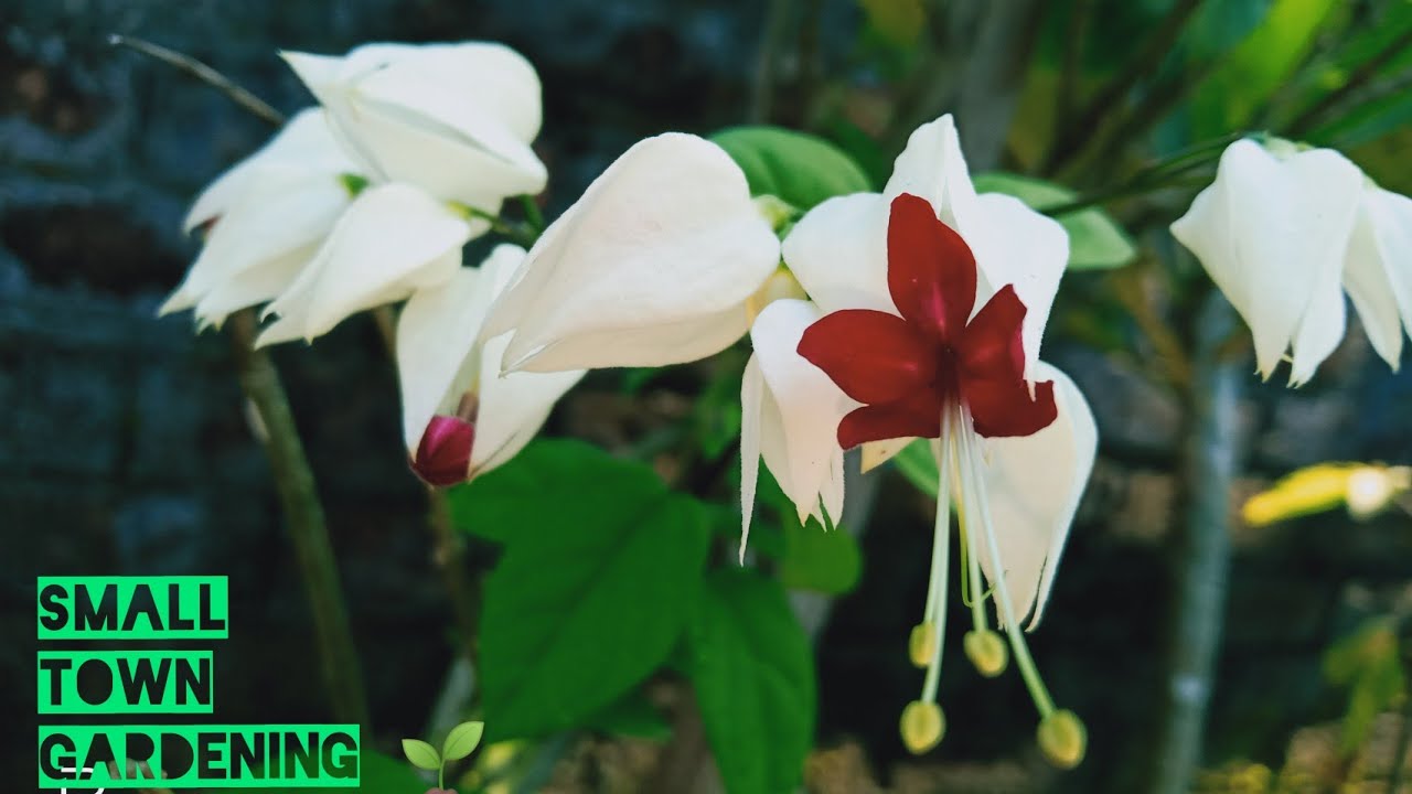 (ENG) Bleeding Heart Vine Simple Plant Care Tips..[ Sunlight, Soil ...