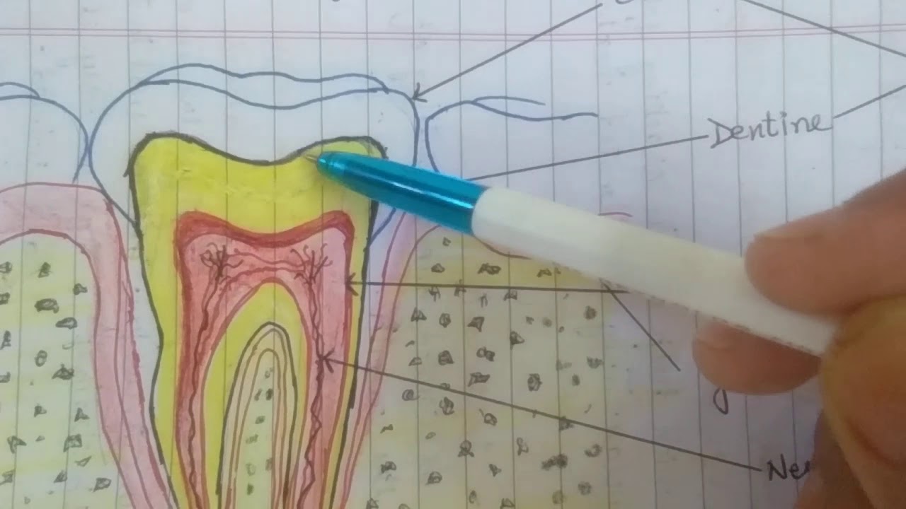 Structure of tooth for class 4 - YouTube