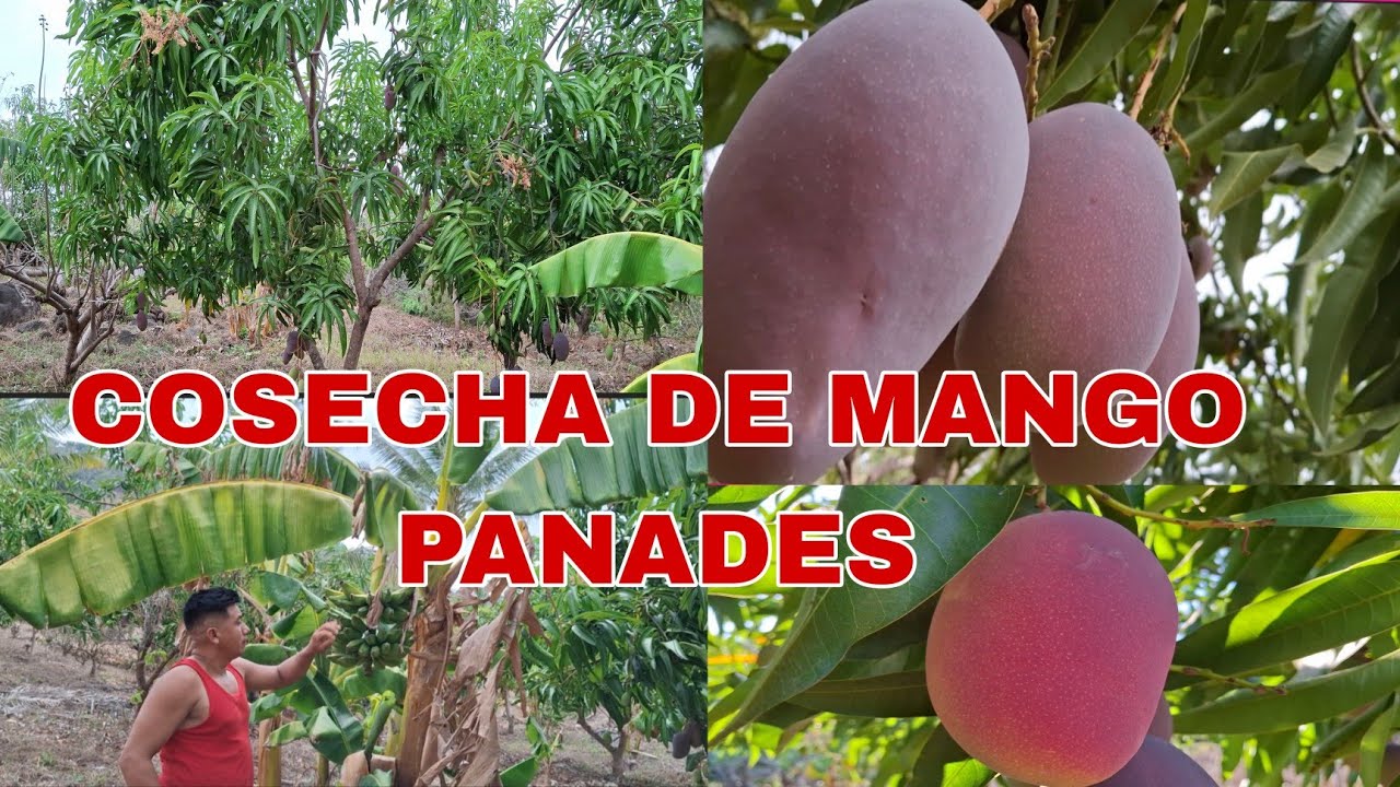 Así esta la plantaciones MANGOS PANADES en EL SALVADOR | LOS MANGOS MAS ...