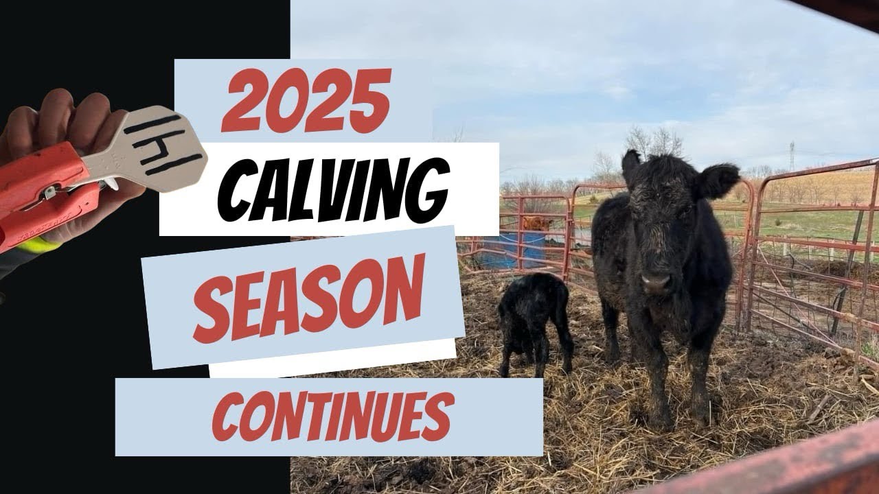 2025 calving season continues! - YouTube