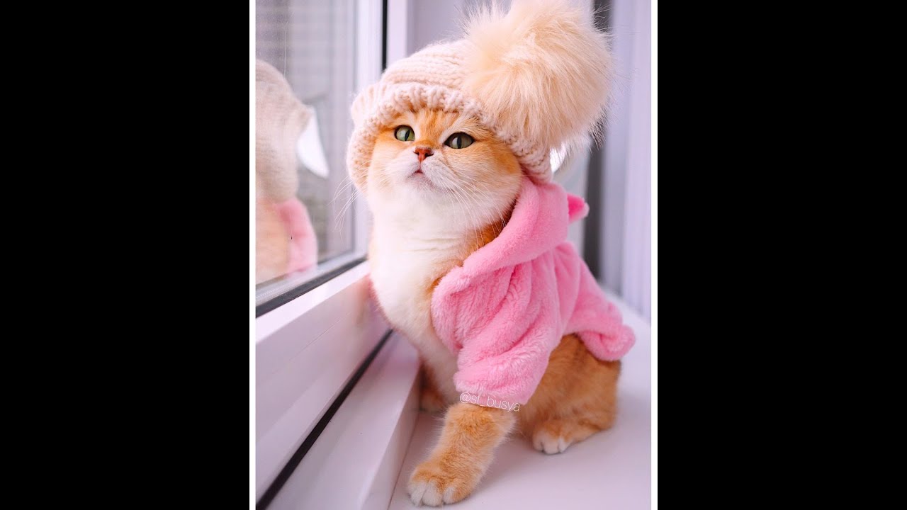 💗Aww - Funny and Cute Animals Compilation 2020💗 #13 - CUTE ANIMALS MS ...