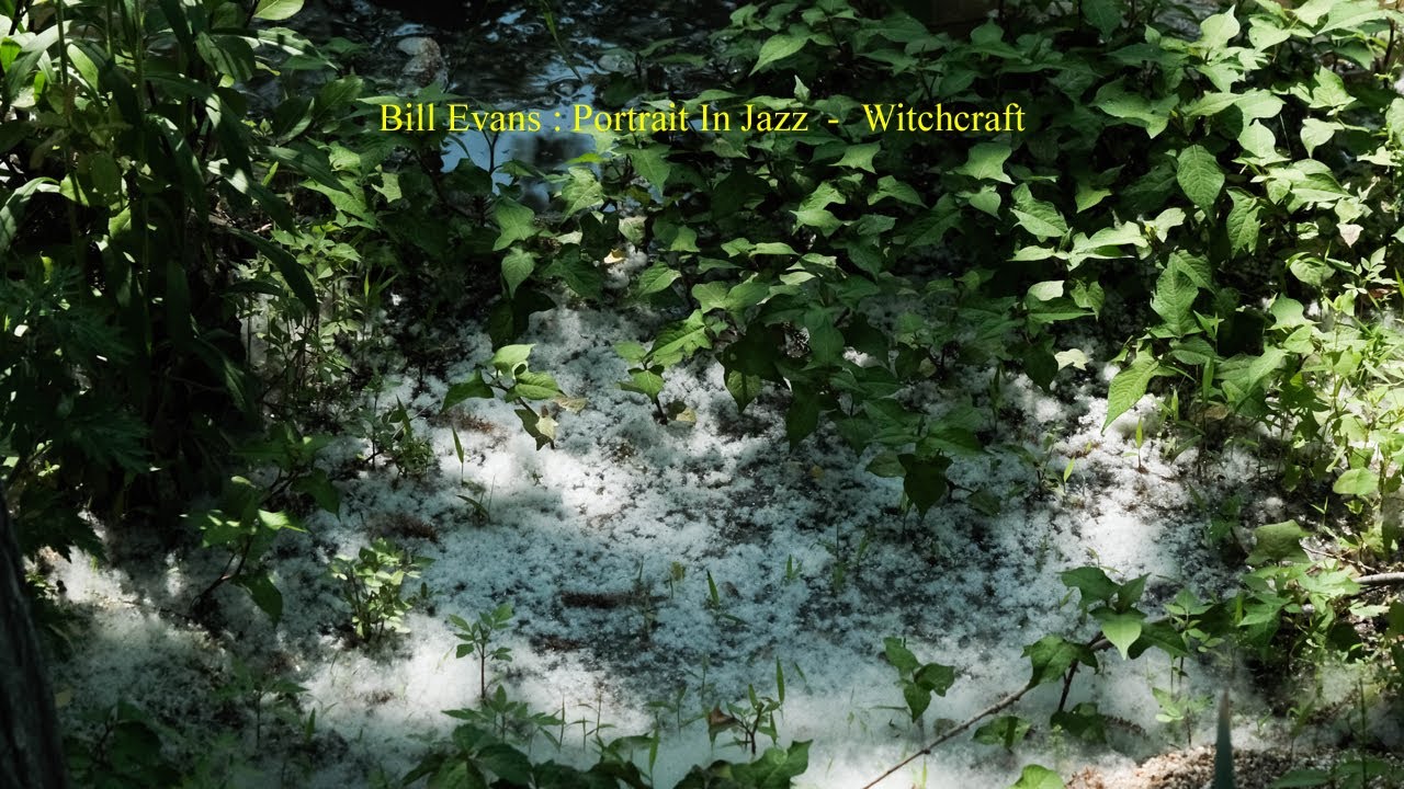 Bill Evans : Portrait In Jazz - Witchcraft - YouTube
