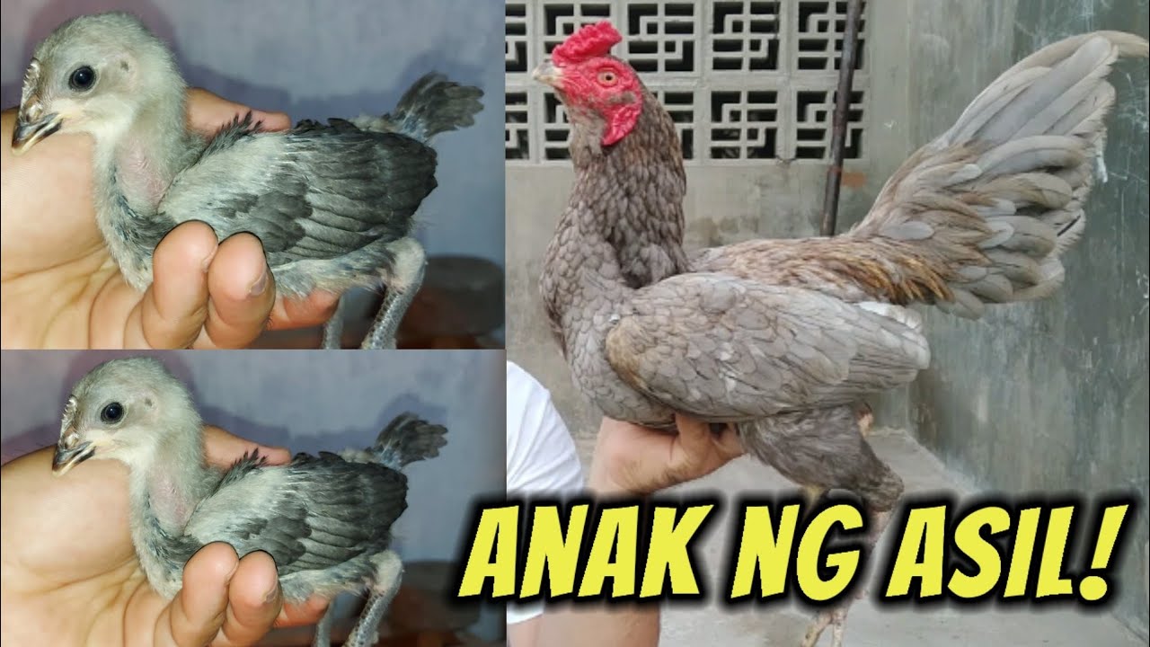 Update sa crossbreed na Asil x Texas (Asil x Dirty Dom) - YouTube