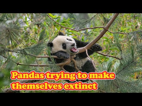 Pandas trying to make themselves extinct - Funny fails compilation