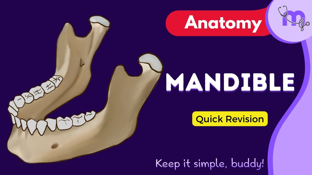 Mandible |Short video | Anatomy | Medistudy go - YouTube