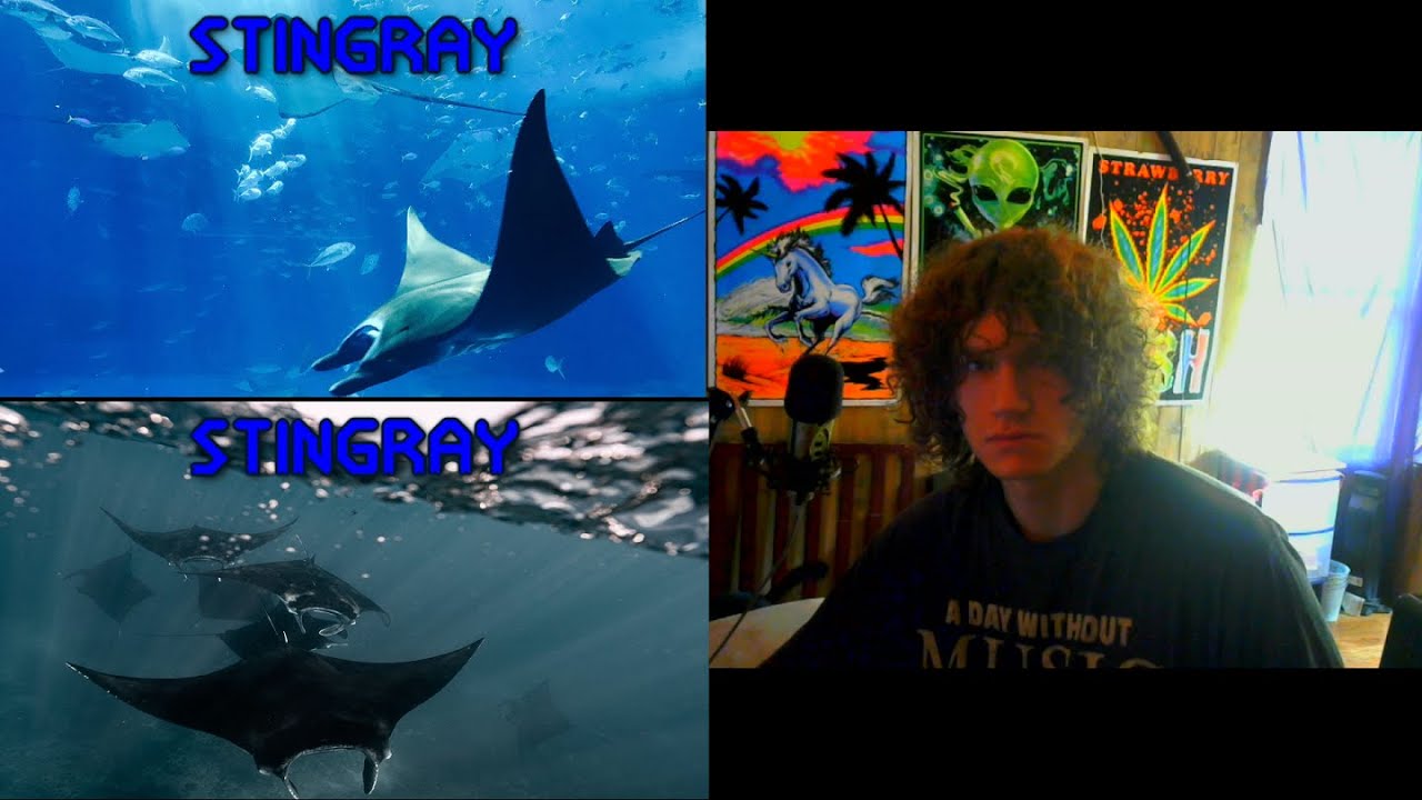STINGRAY [LIVE-STREAM ALBUM RELEASE] - YouTube