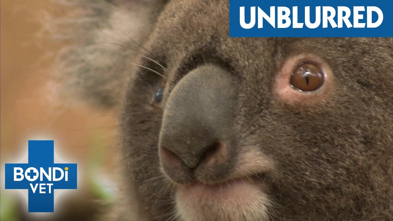 UNBLURRED: Can Vets Save Koala's Eye? 😨 Bondi Vet - YouTube