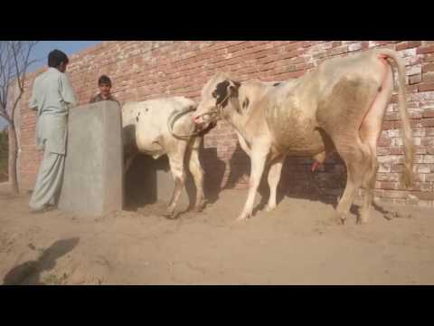 Action Packed Cow Mating!