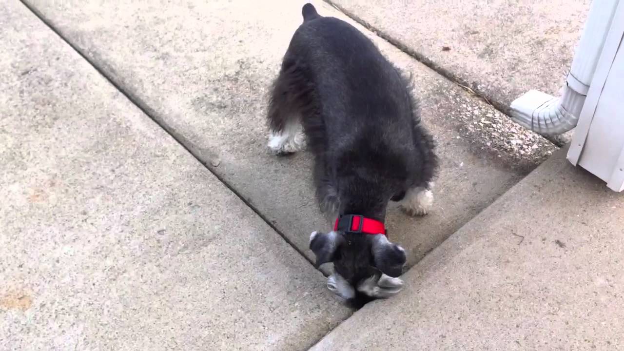 Dog Snorting Crack - YouTube