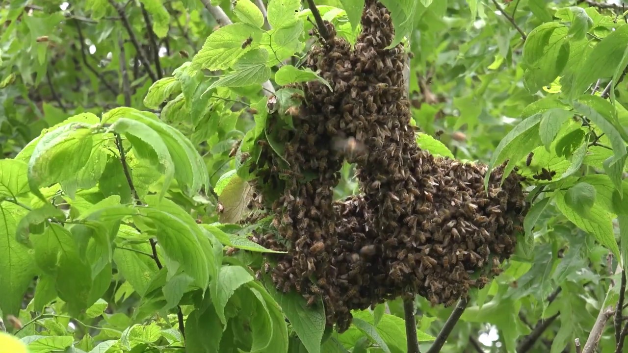 Where Is The Queen In A Swarm? HD - YouTube