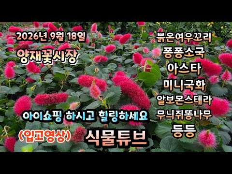 양재꽃시장 식물튜브 2026년 9월18일 예쁜 식물들 시청 하시면서 힐링타임 되세요~   #양재꽃시장 #식물튜브 #식물아빠 #여광일