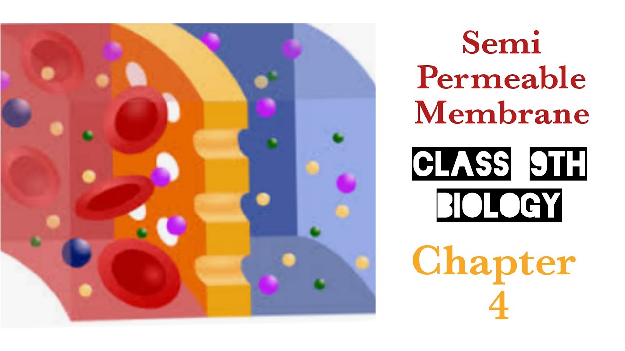 Application of Knowledge about Semi permeable Membrane| Class 9th ...