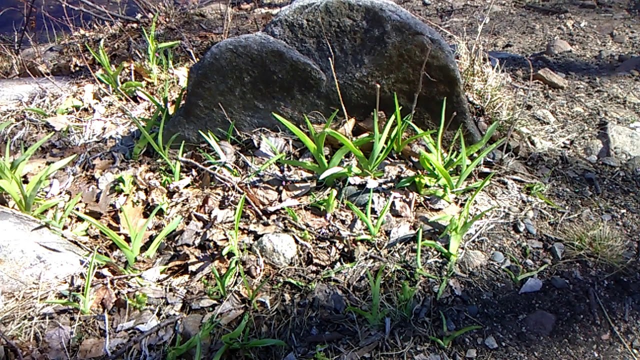 The colors and sounds of spring - YouTube