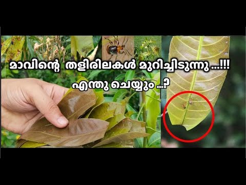 മാവിന്റെ തളിരിലകൾ മുറിച്ചിടുന്നു..എന്ത് ചെയ്യും .?How to control Tender ...