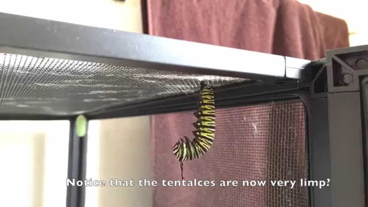 Monarch Metamorphosis time-lapse from caterpillar j-hook to pupa - YouTube