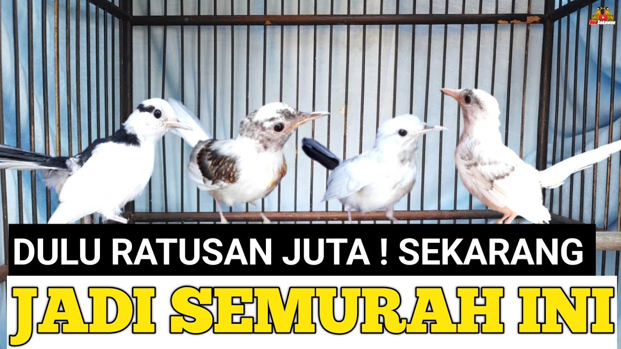 MAKIN REMUK ! MURAI BATU PANDA DULU RATUSAN JUTA SEKARANG SEMURAH INI ...