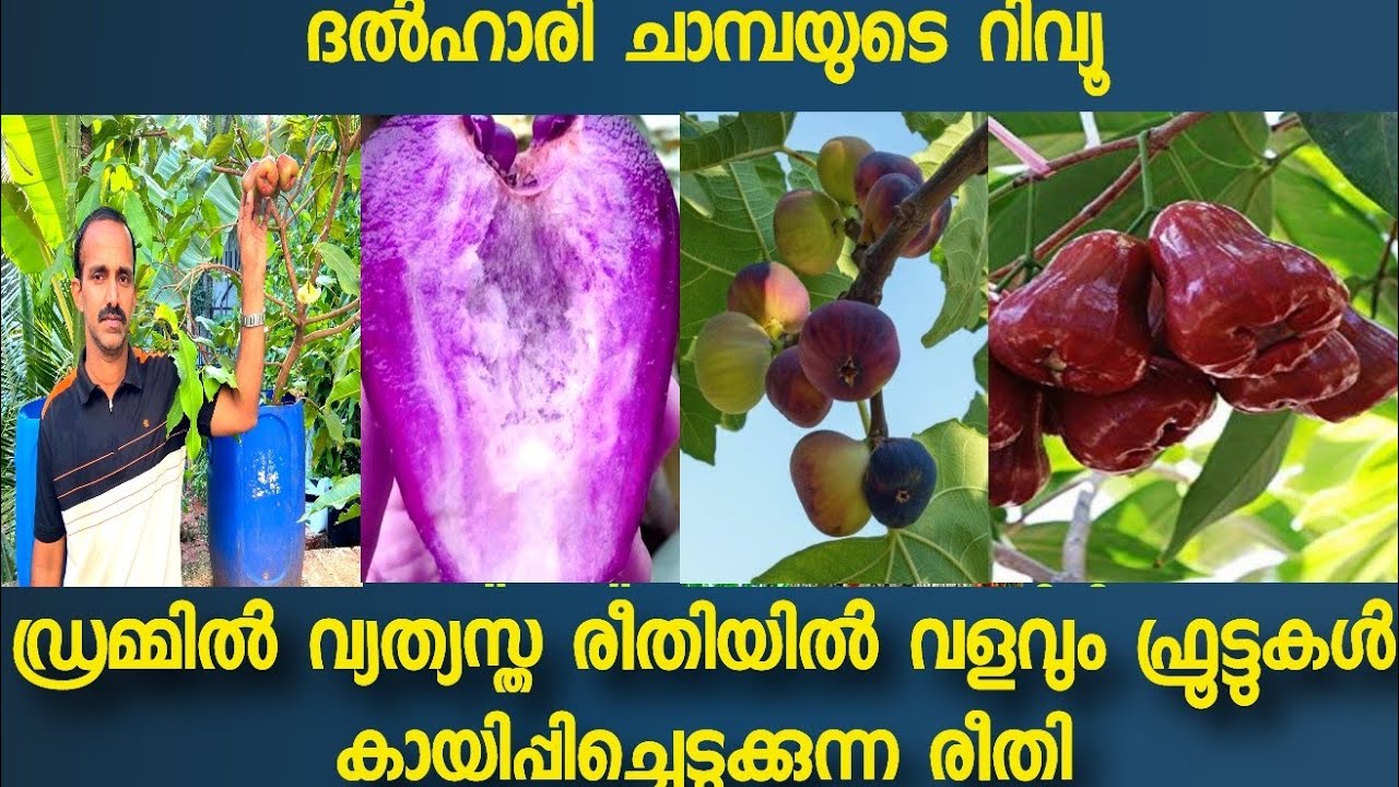 dalhari Chamba ഡ്രമ്മിൽ കായ്ച്ചു നിൽക്കുന്ന മുതൽ വ്യത്യസ്ത രീതിയിൽ വളം ...