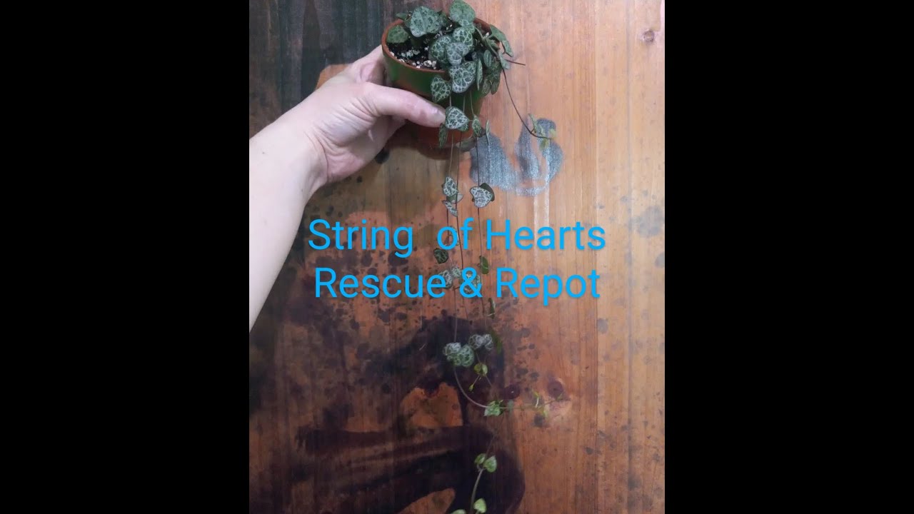 String of Hearts Rescue & Repot - YouTube